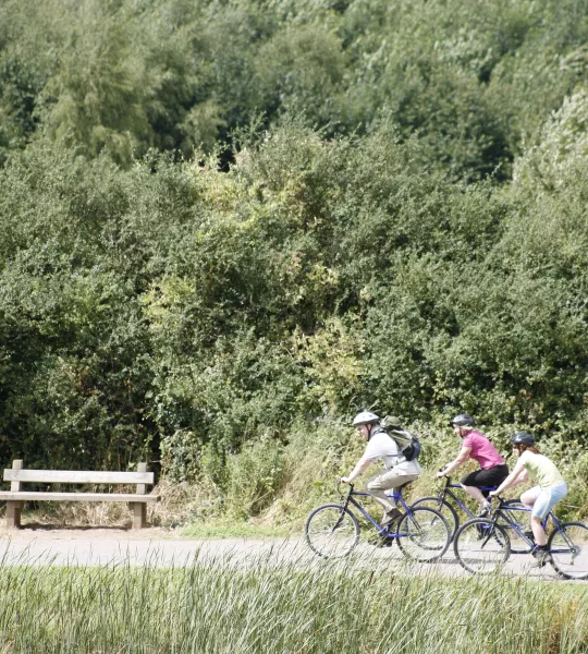 Explore Scenic Cycling Trails in the National Forest
